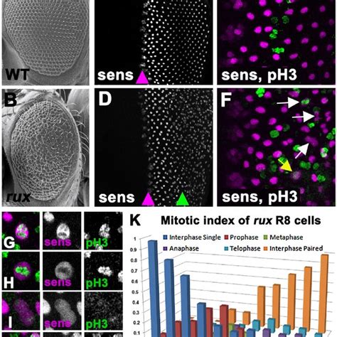 Apc1 And Cdh1 Maintain Cell Cycle Exit A Eye Disc Carrying The Rap