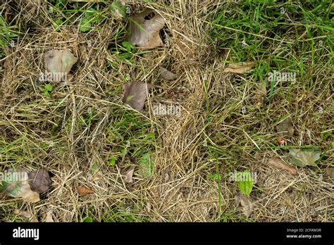 Dead Dry Grass Texture With Green Grass In Between Top View With Dead