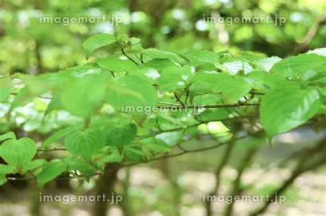 新緑の森 さわやかな日差しと緑の葉 背景の写真素材 252677575 イメージマート