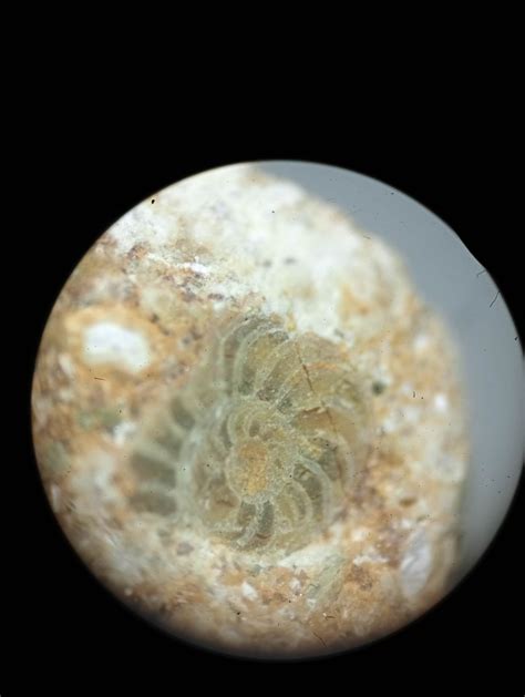 Tiny Nautilus Rfossilid