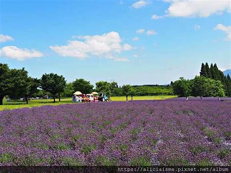 縱橫遊 6 月 14 日至 29 日出發增遊 2 萬棵薰衣草【秋田美鄉町薰衣草園】 保證入住 星野集團青森屋 Groupbuya
