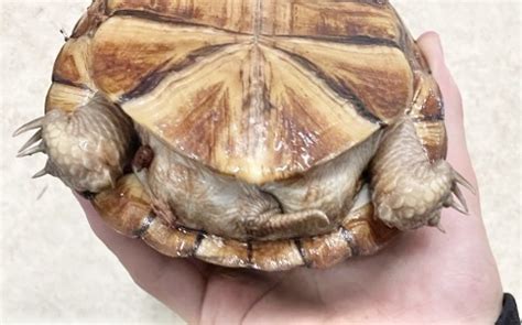 6491 画像更新ガルフコーストハコガメ 約11cm15cm イエロー 爬虫類小動物の買取販売 ルームズー