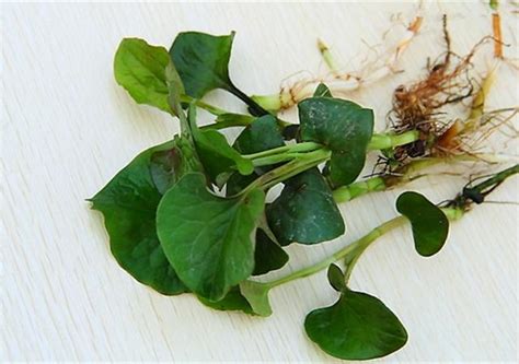 尿路感染吃點魚腥草 緩解尿頻尿痛 但不宜長期服用 每日頭條