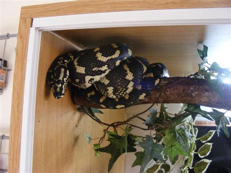 Se England Jungle Carpet Python Male With Vivarium Bucks Reptile