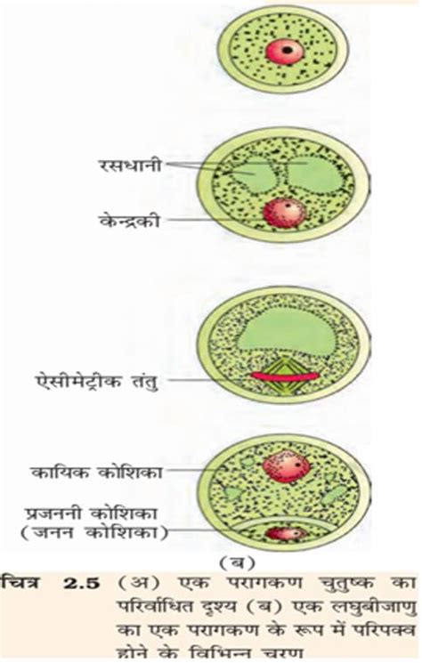 Ncert Class 12 Biology नोट्स Chapter 2 पुष्पी पादपों में लैंगिग जनन