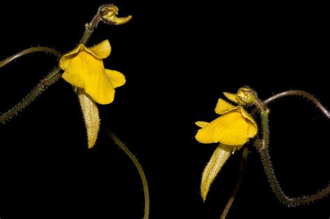 Зловещо хищни растения Зелен Свят