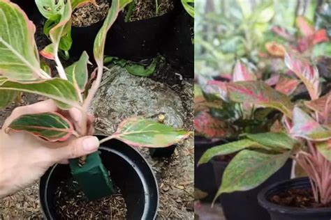 8 Cara Menanam Tanaman Hias Algonema Tanpa Akar Agar Daun Serta Batang
