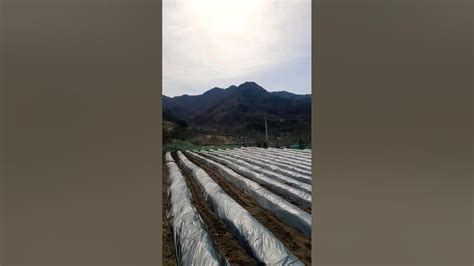 비닐멀칭부러진 삽감자파종준비아침풍경 Youtube