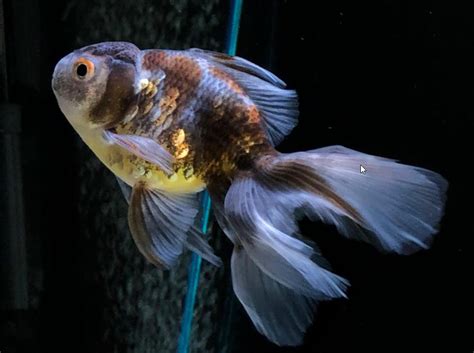 Common Goldfish Size