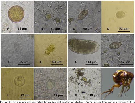 Figure 2 From Intestinal And Ectoparasites Of Black Rats Rattus Rattus In Garmian Kurdistan