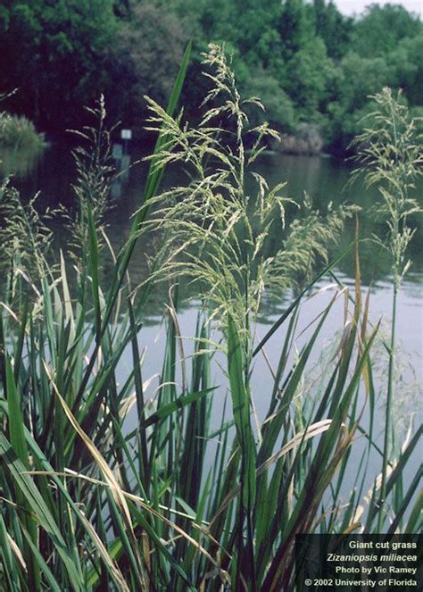 Zizaniopsis Miliacea Alchetron The Free Social Encyclopedia
