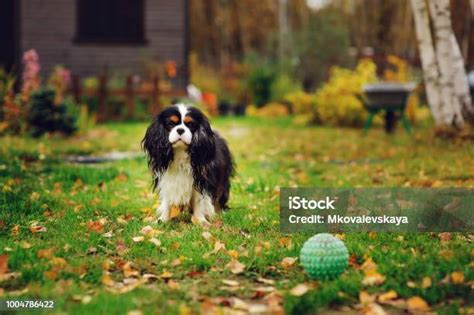 가 정원에서 장난감 공을가지고 노는 행복 Cavalier 킹 찰스 발 바리 강아지 가을에 대한 스톡 사진 및 기타 이미지 가을 강아지 개 개 Istock