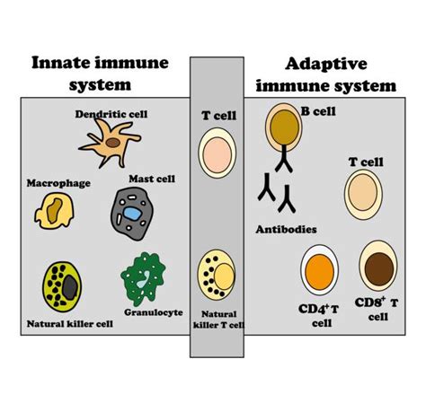 150 Innate Immune Cells Illustrations Royalty Free Vector Graphics
