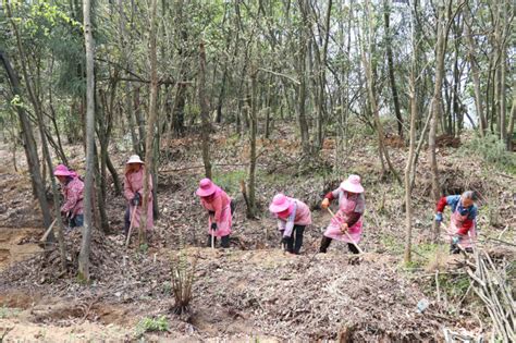 靠它，小山村林下“生金”！建设乡村振兴新典范全面开启毕节高质量发展新篇章关注毕节试验区网
