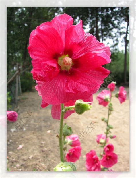 蜀葵花图片素材 编号15635412 图行天下