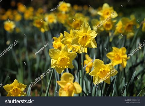 65 Imágenes De Daffoldil Imágenes Fotos Y Vectores De Stock Shutterstock