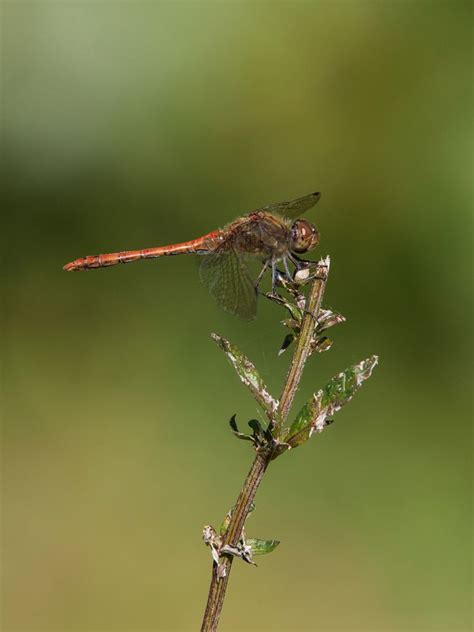 An Des Halmes Spitze Foto And Bild Fotos Natur Insekten Bilder Auf Fotocommunity
