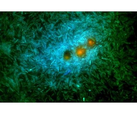 Researchers Explore Ocean Microbes Role In Climate Effects