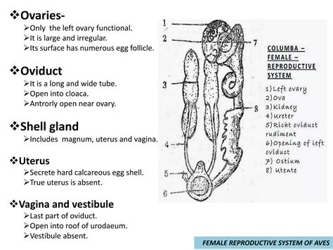 Female Reproductive System Of Birds Reptiles And Mammals Ppt