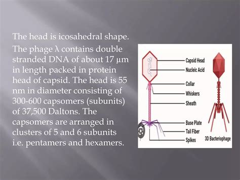 Lambda Phage Reproduction Ppt Free Download