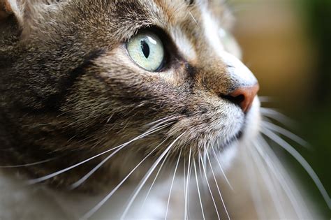 Cats 5 Trucos Infalibles Para Cuidar A Tu Gato En Casa