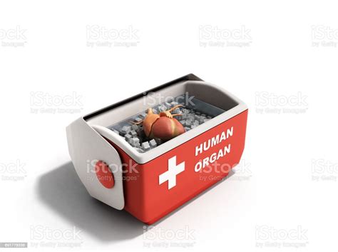 장기 수송 개념 오픈 인간 장기 냉장고 상자 레드 3d 렌더링 배경 냉장 박스에 대한 스톡 사진 및 기타 이미지 냉장 박스 장기 기증 3차원 형태 Istock