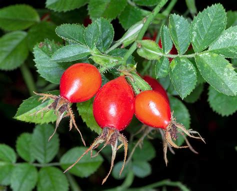 Rosa Rubiginosa Monaco Nature Encyclopedia