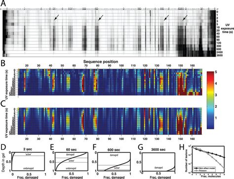 Time Course Of Uv Damage And A Skin Effect Model A Ultraviolet Download Scientific Diagram
