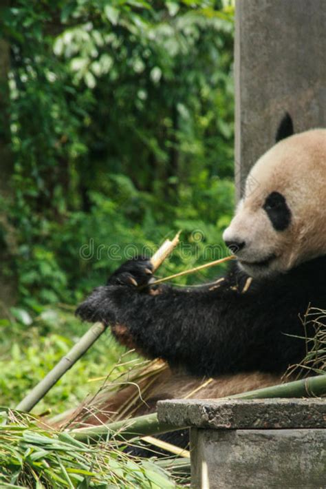 大熊猫保护研究中心雅安碧峰峡基地中国图片 包图网企业站