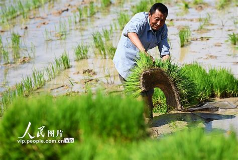 四川蓬安立夏插秧忙 图片频道 人民网