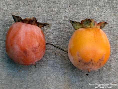 Louisiana Plant Id Diospyros Virginiana Persimmon