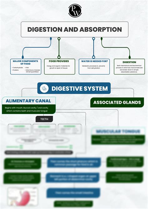 SOLUTION Neet Digestion And Absorption Mind Maps Studypool