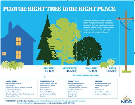 Tree Planting Full Circle Tree Shrub