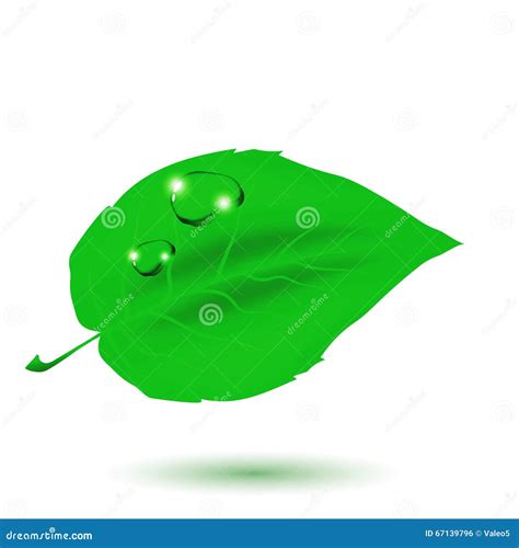 Green Leaf And Water Drop Stock Vector Illustration Of Conceptual