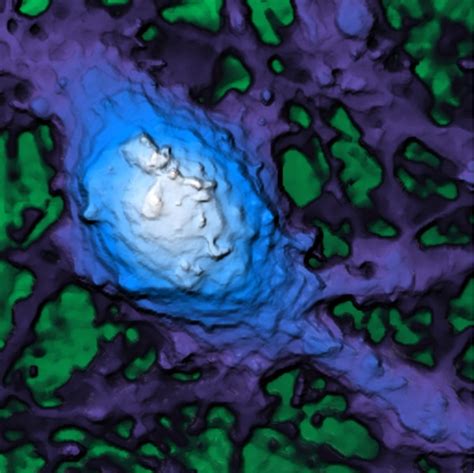 Rat Neuron Rat Neuron