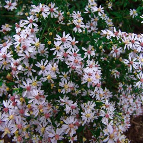Symphyotrichum Cordifolium White Flower Farm