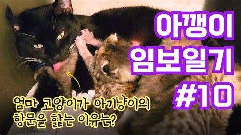 엄마 고양이가 아기냥이의 항문을 핥는 이유는 아깽이 임보일기 Ep10 Youtube
