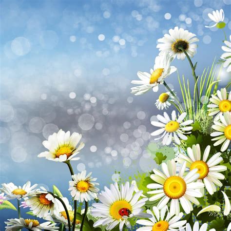 Terbaru 10 Wallpaper Gambar Bunga Daisy Gambar Bunga Indah