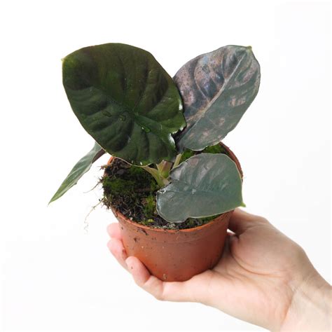 Alocasia Infernalis Black Magic Grow Tropicals