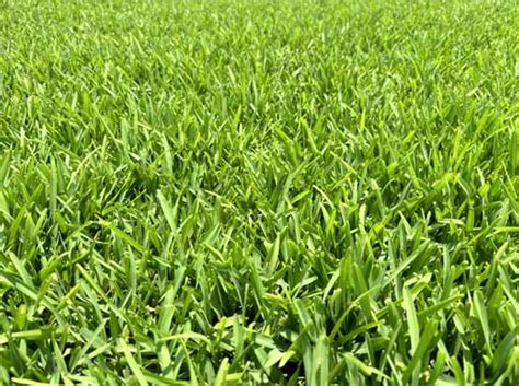 Cobalt St Augustine King Ranch Turfgrass