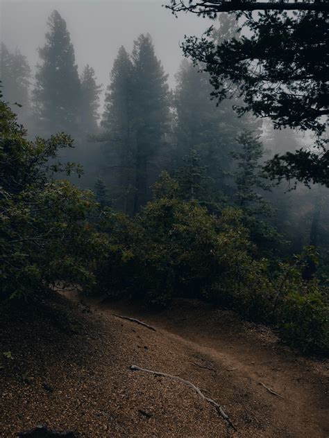 경치 경치가 좋은 고딕 스타일 고요한 광야 그림자 길 깊은 숲 나무 매혹적인 무성한 단풍 미스터리한 박무 방해받지 않는 수직 쐈어 숲 신비로운