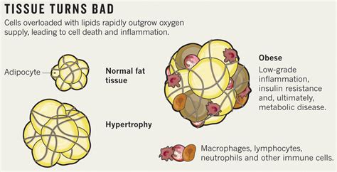 La Ciencia De La Obesidad En Nature Outlook La Ciencia De La Mula Francis
