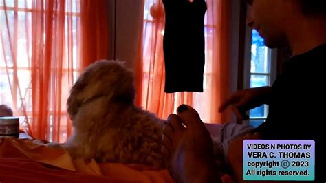 Maui Lito Our Rescue Cockapoo In Training From Vicious Cocker Rage