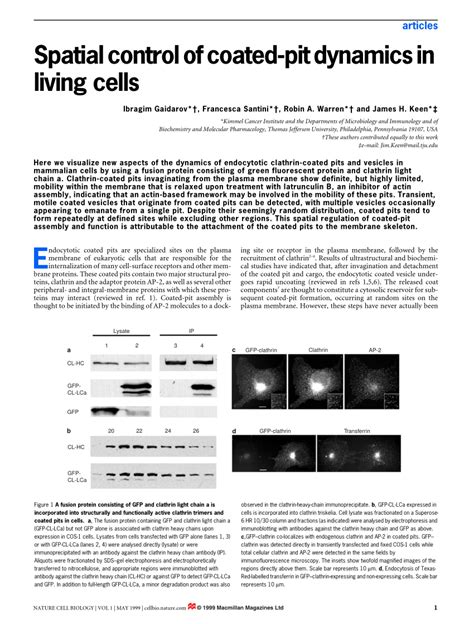 pdf spatial control of coated pit dynamics in living cells
