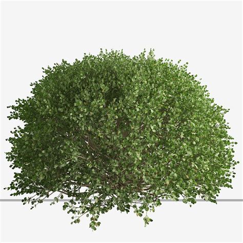 Set Of Boxood Or Buxaceae Shrub 3 Shrubs 3d Model Turbosquid 2000652