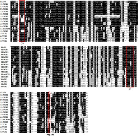 Multiple Sequence Alignment Of Acid Invertases Two Conserved Domains