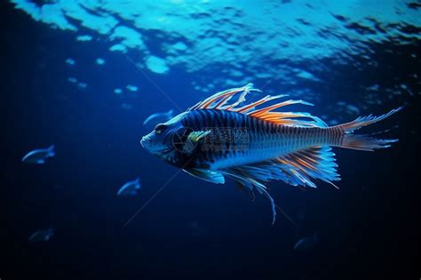 深海中的鱼高清图片下载 正版图片 摄图网