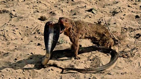 Mongoose Vs Anaconda