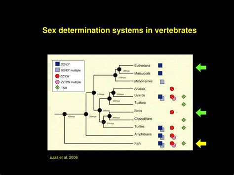 PPT Fish Diversity PowerPoint Presentation Free Download ID