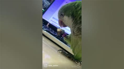 طائر الكويكر الراهب ببغاء لطيفshorts Love Shortvideo Live